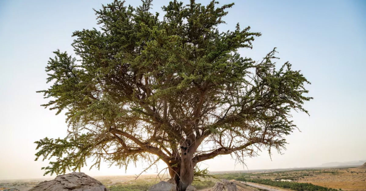 Scientists versus goats: The battle to regenerate native plants in the ...
